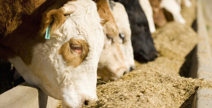 Food safety, antibiotics and Canadian beef - can the 3 go together ...